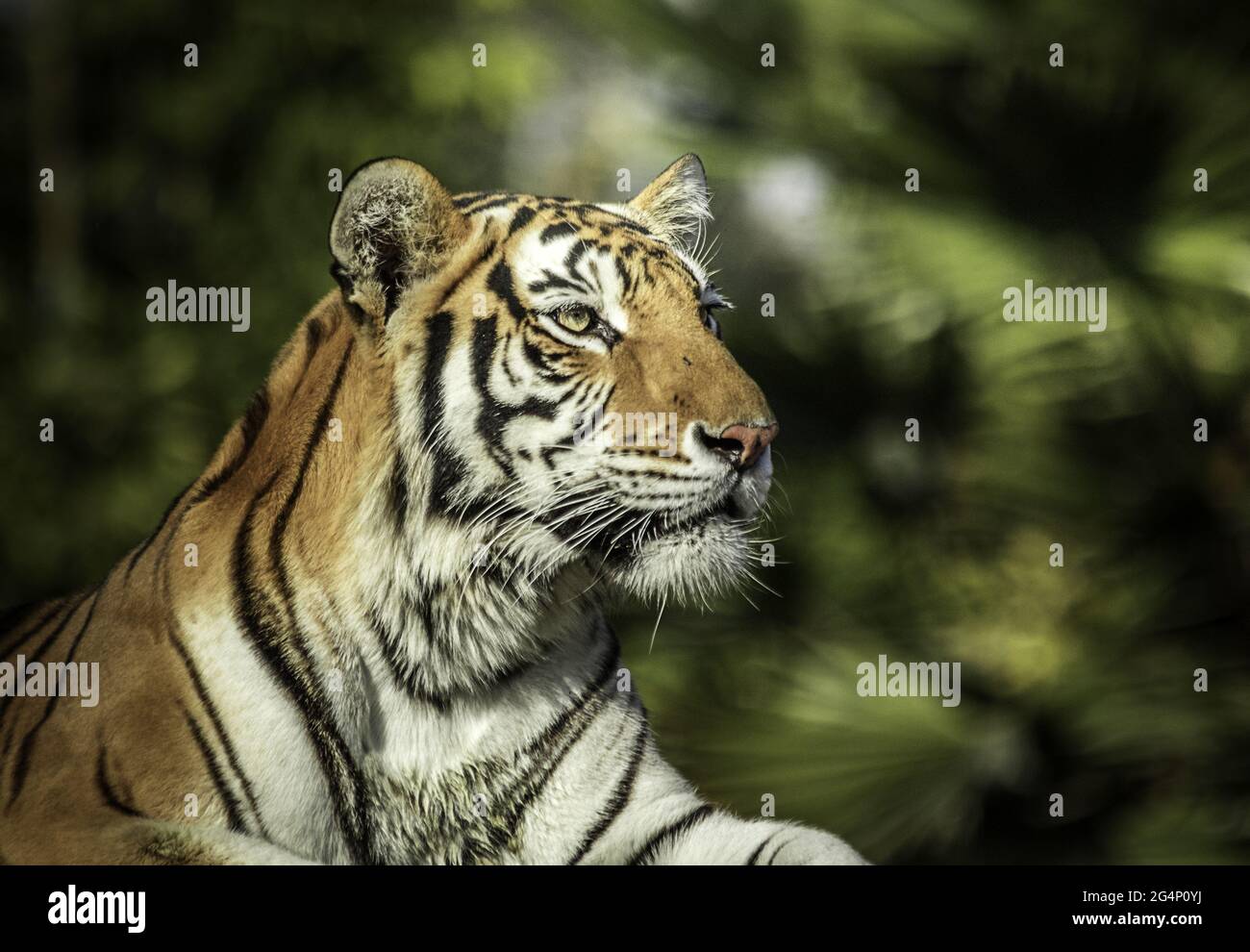 Closeup shot of a tiger staring on a blurred background Stock Photo - Alamy