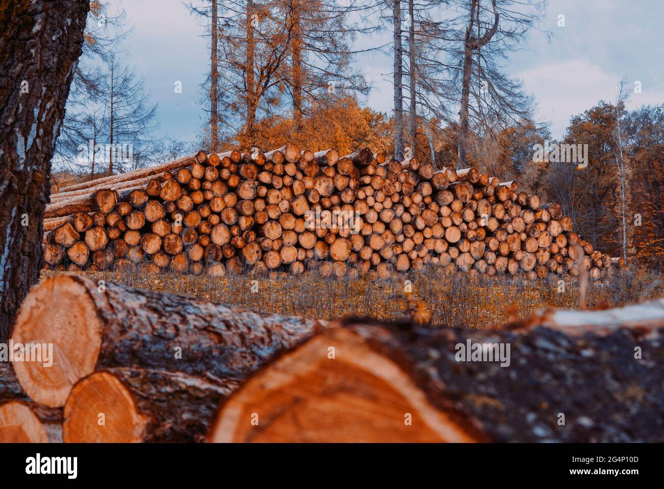 Tree Logs in Forest with Other Trees Stock Photo - Alamy