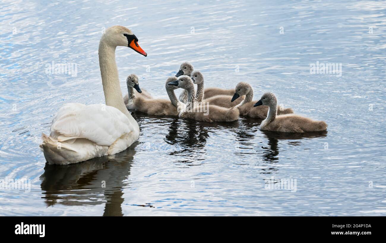 White mute swan family on pond. Cute small cygnet childrens and loving ...
