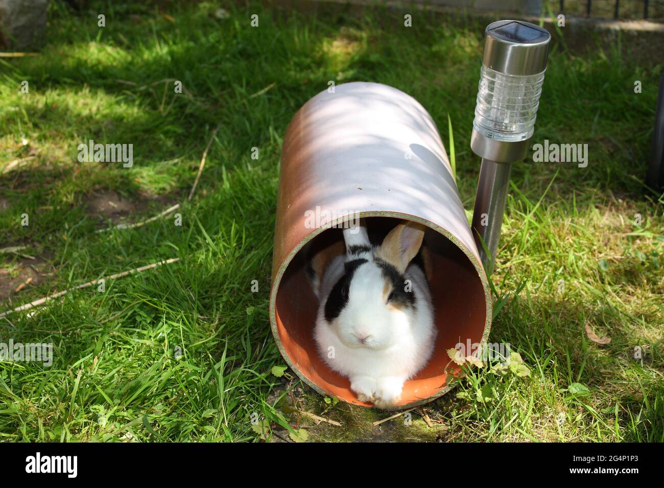 Closeup of a fluffy adorable colorful rabbit in a round tube on the ...