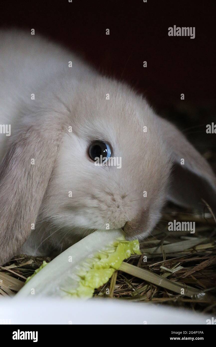 Rabbit eating lettuce hi-res stock photography and images - Alamy