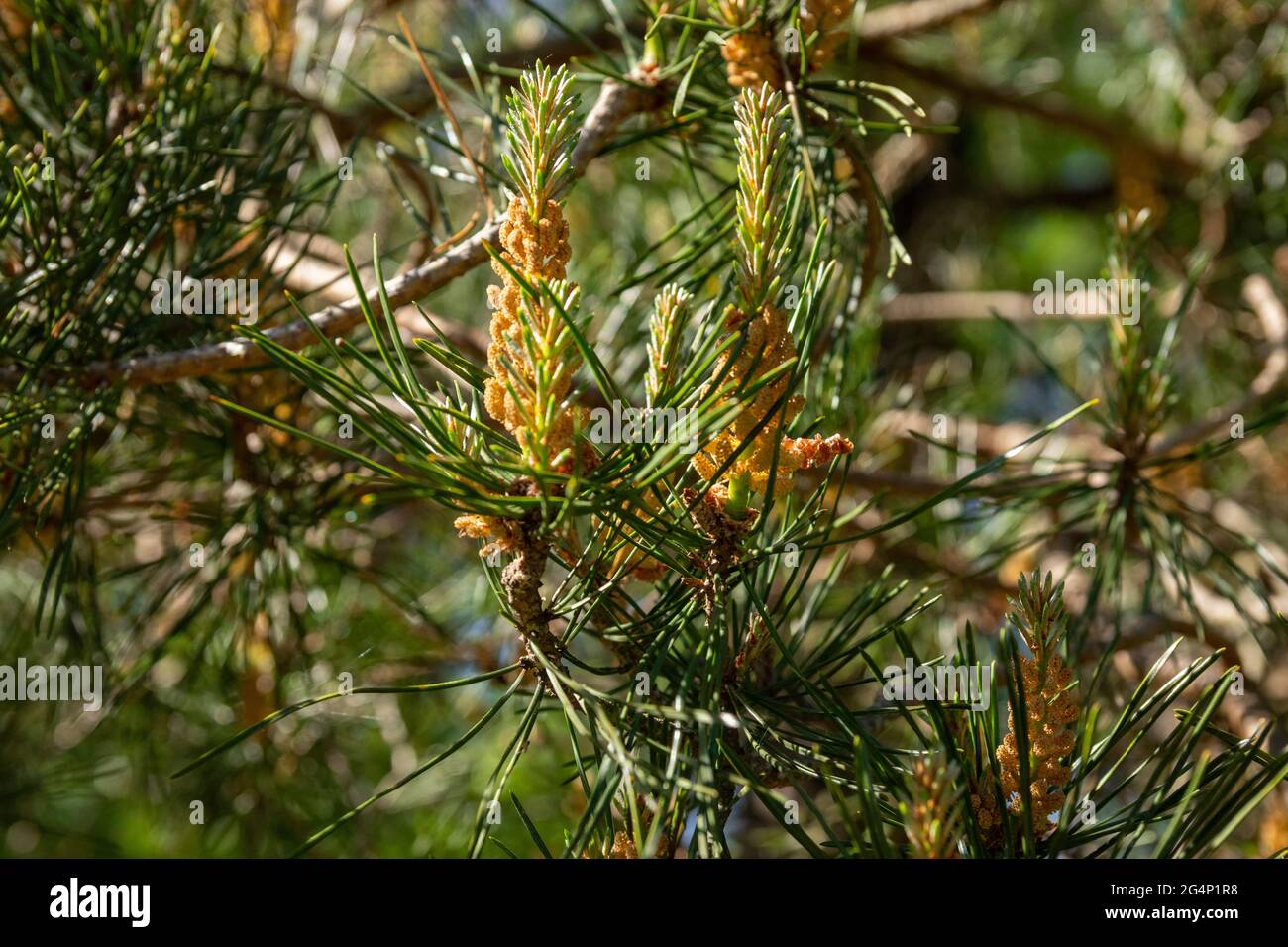 Closeup of pines on a conifer tree Stock Photo - Alamy