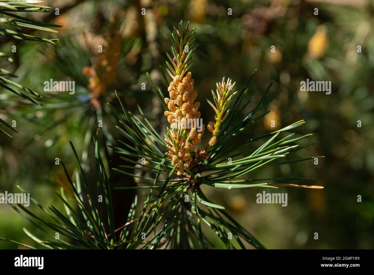 Closeup of pines on a conifer tree Stock Photo - Alamy