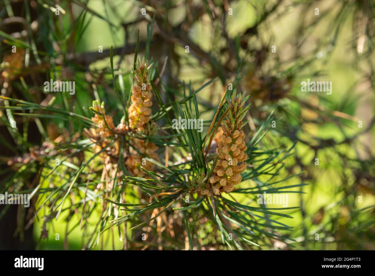 Natural conifer hi-res stock photography and images - Alamy