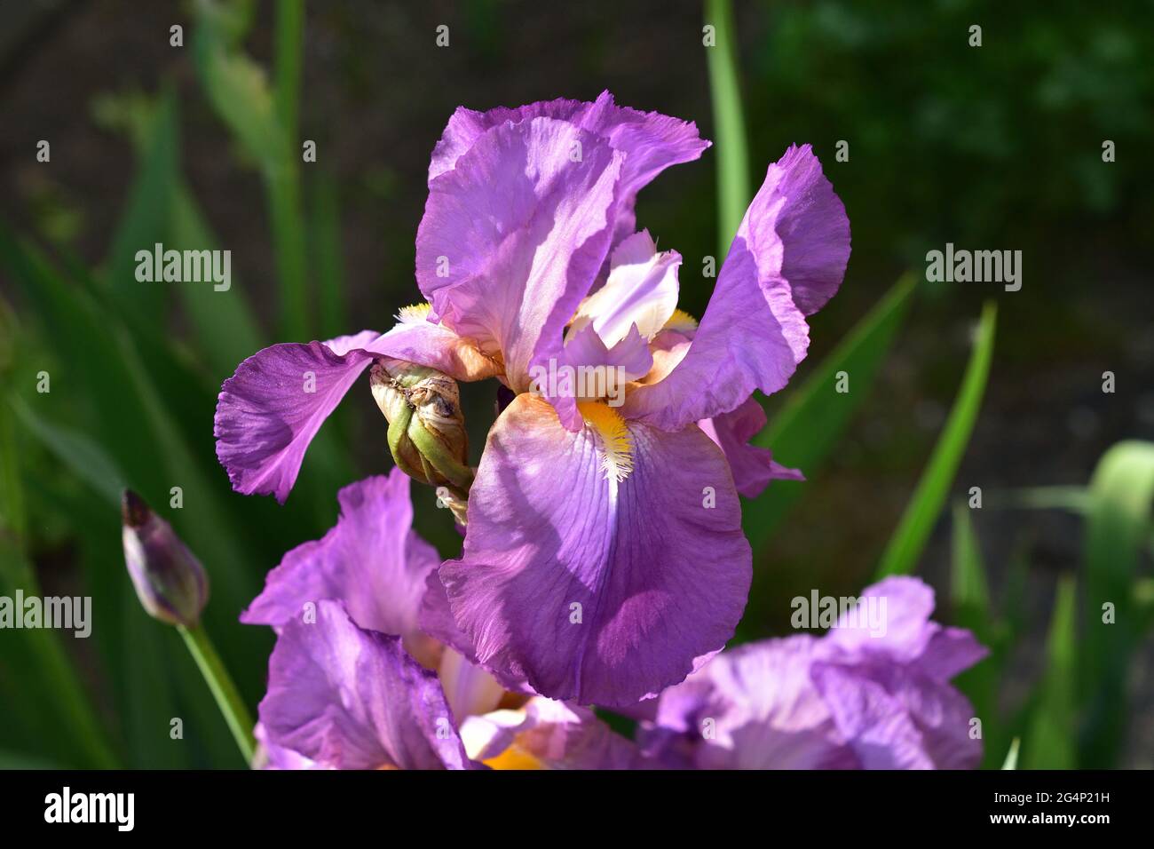 Blooming irises in the rays of the harsh sun. Yellow and purple. Summer ...