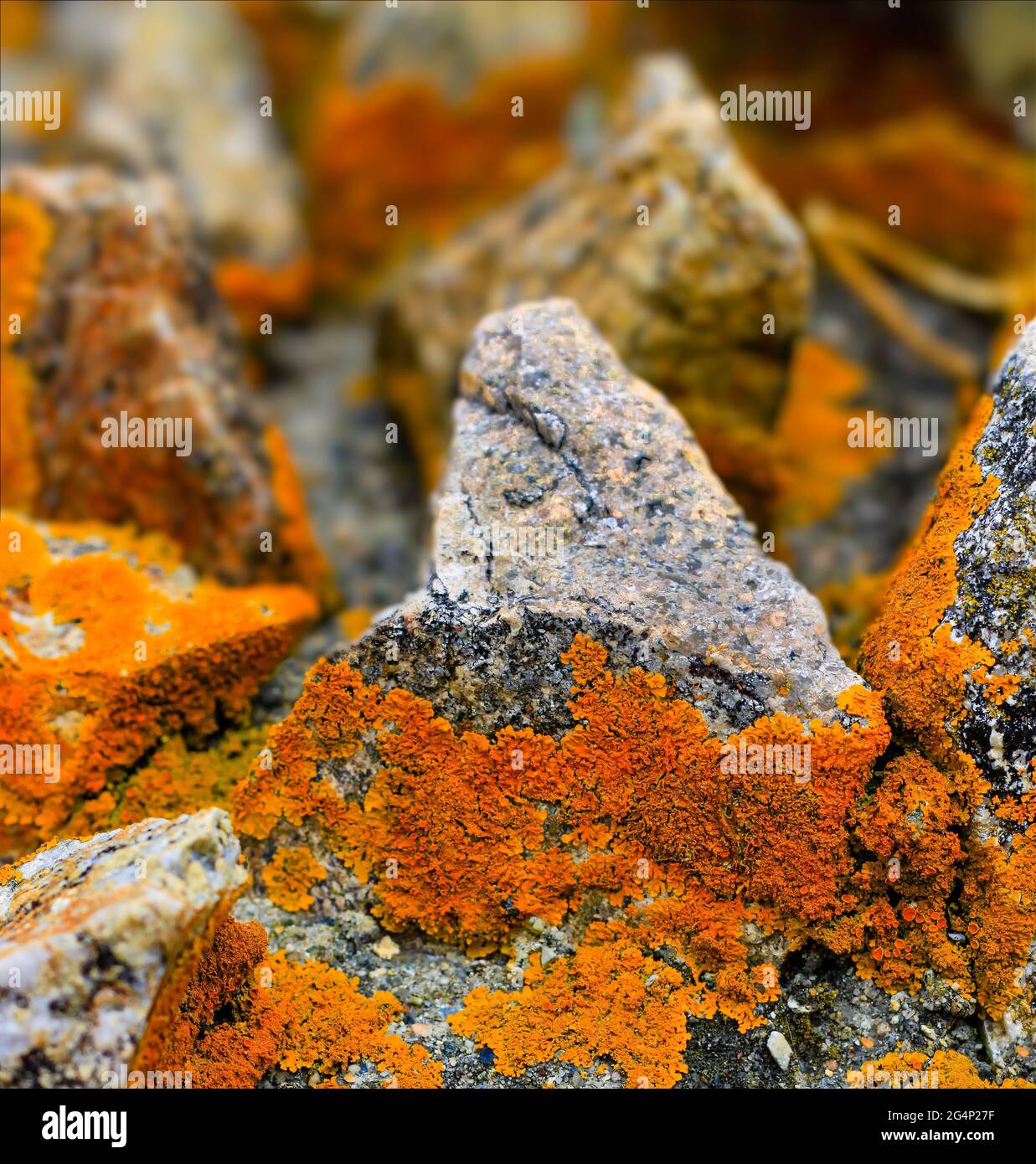 Orange lichen on rocks hi-res stock photography and images - Alamy