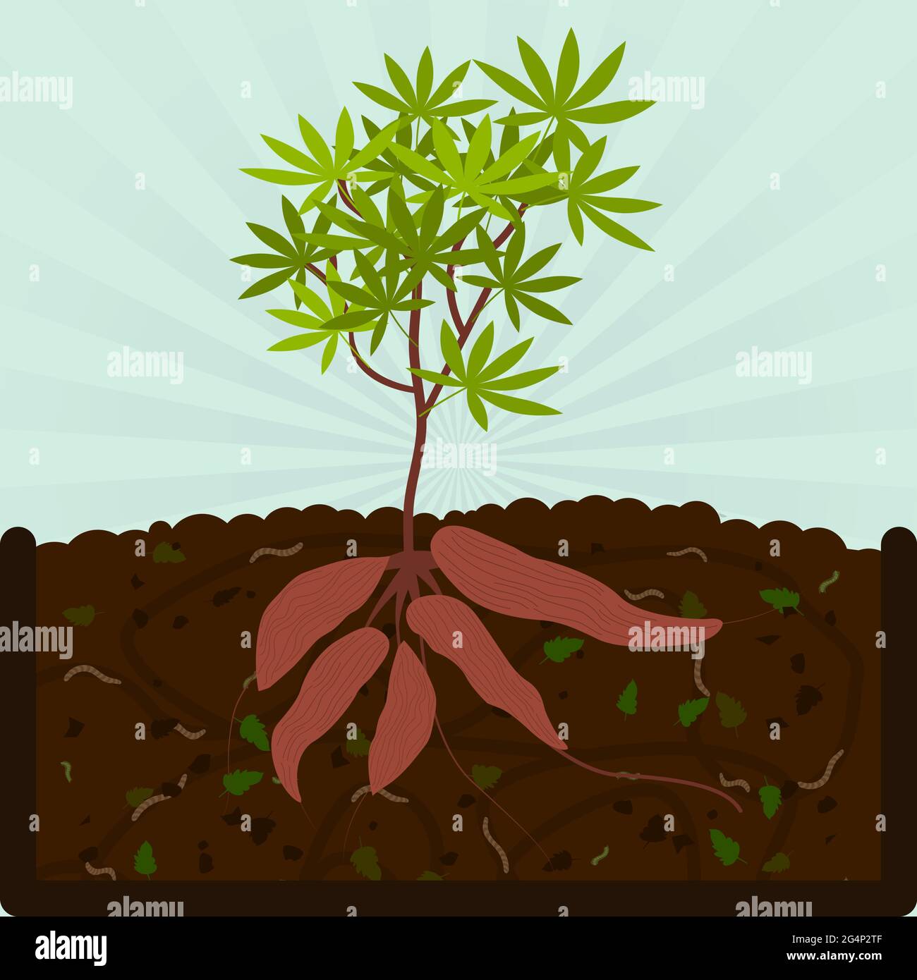Planting manioc. Composting process with organic matter, microorganisms ...