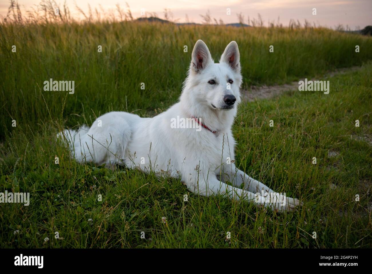 Swiss white sheppard hi-res stock photography and images - Alamy