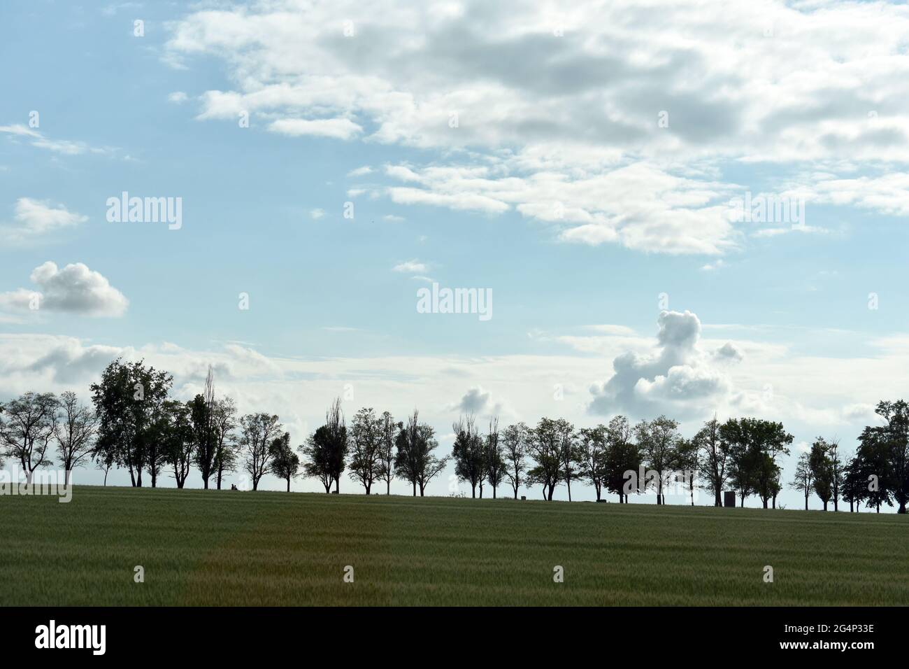 Field with trees in the distance with a cloudy sky Stock Photo - Alamy