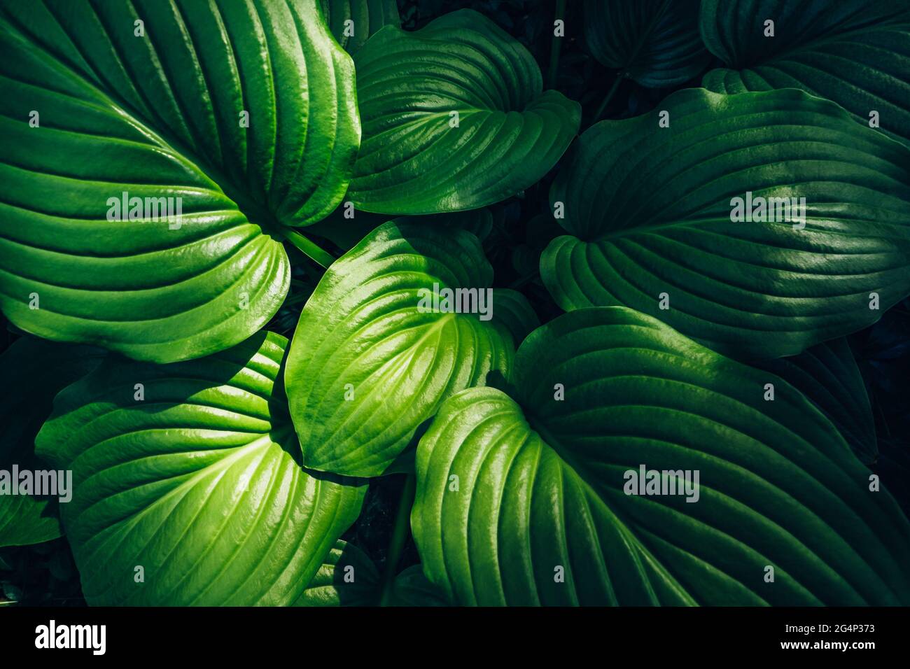 Hosta green leaves top view, summer or spring plant foliage background ...