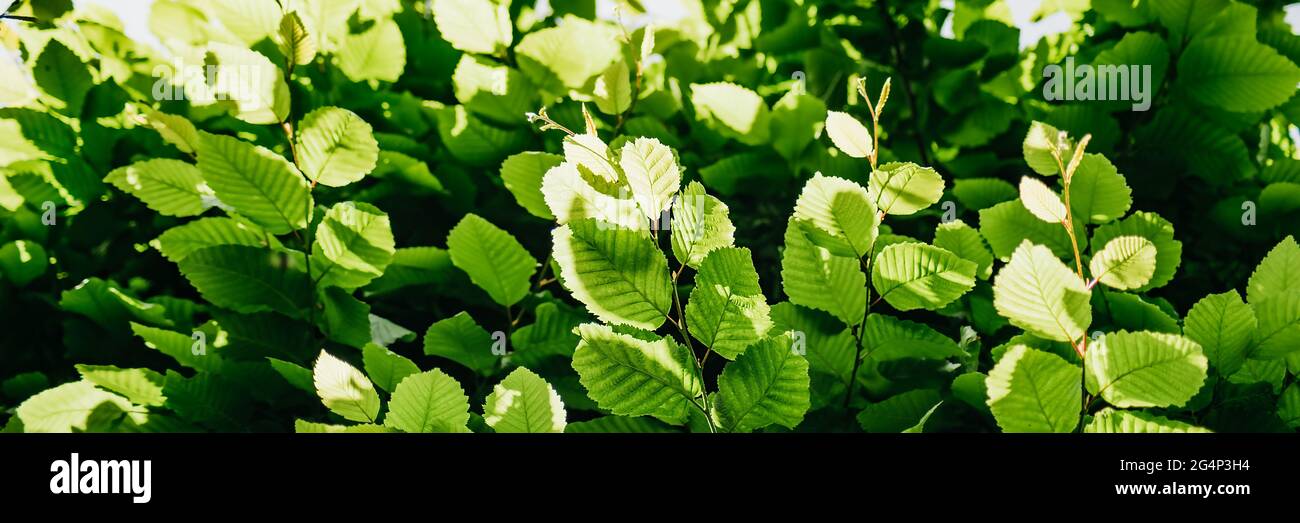 Fresh leaves on tree brightly colored natural background. Copy space ...