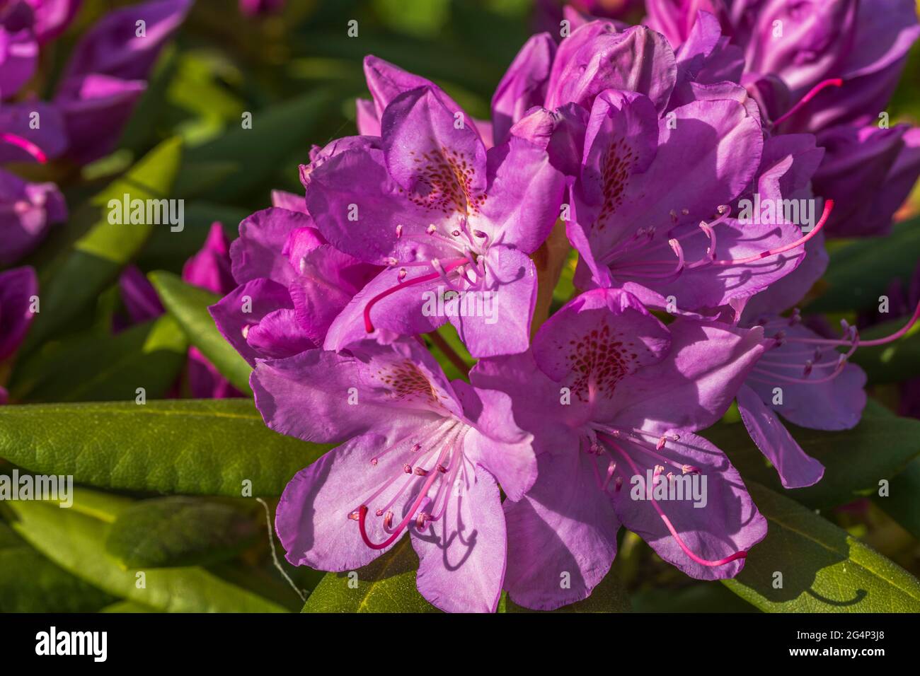 Macro view of blooming pink rhododendron. Beautiful nature backgrounds ...