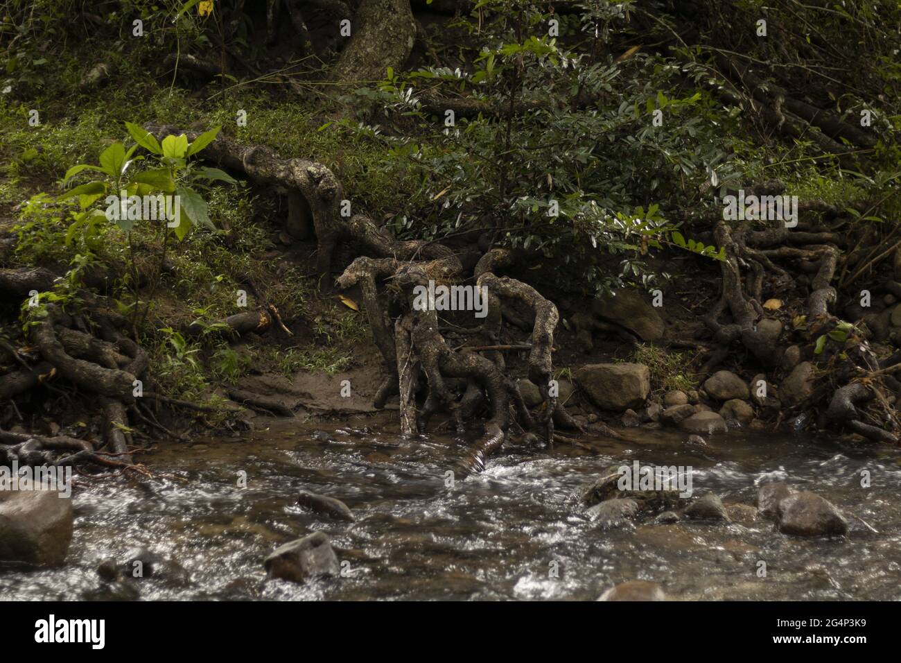 Beautiful view of rocks in a stream bed in the Western Ghats Stock ...
