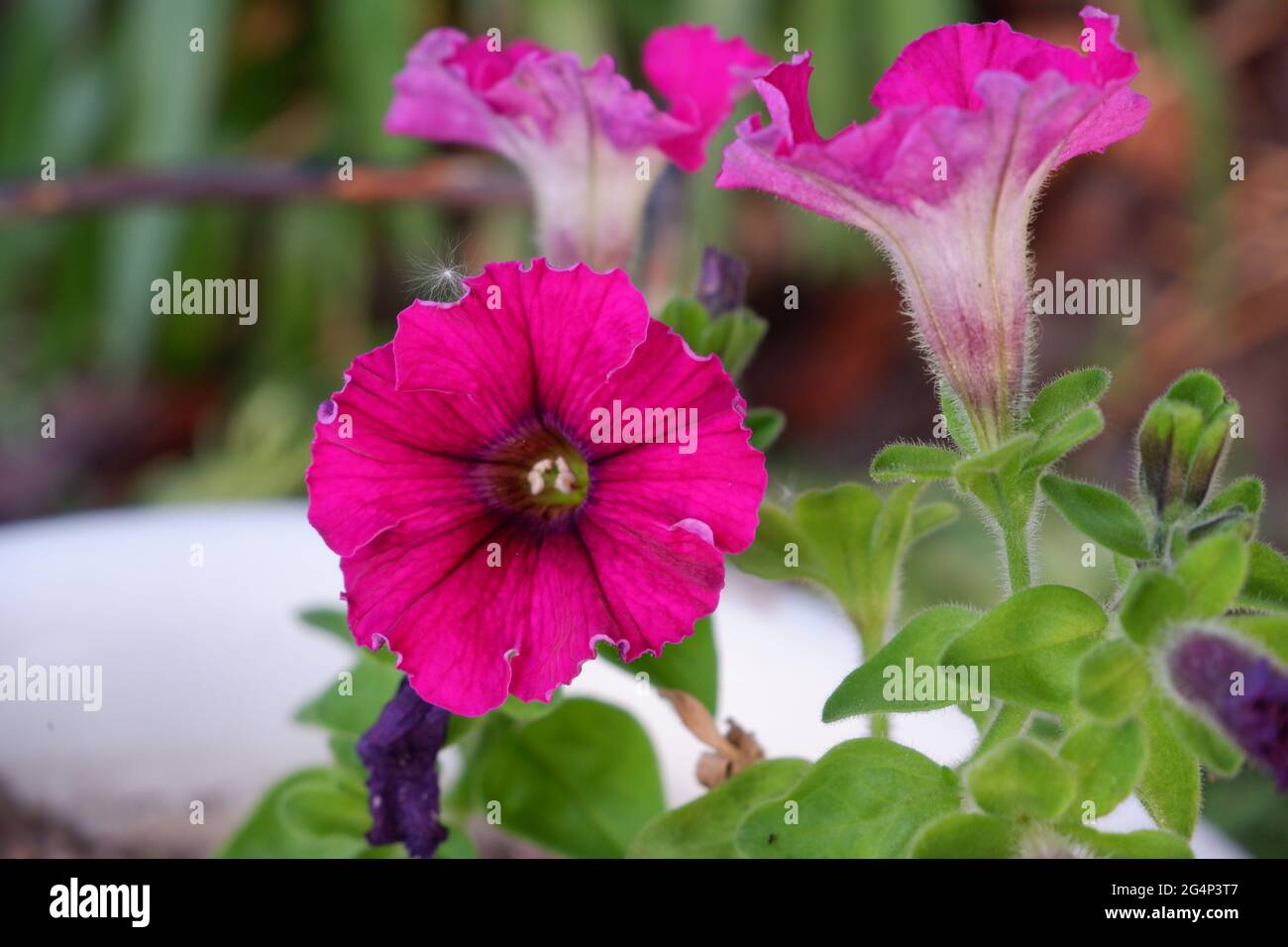 Spore design hi-res stock photography and images - Alamy