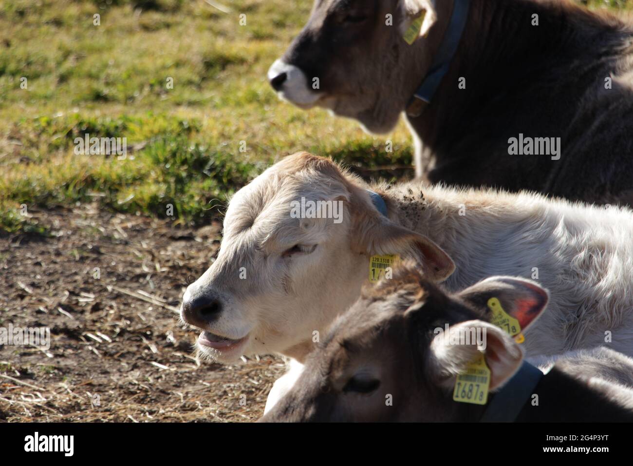 Shallow focus shot of cows sitting under the sun in the dirt Stock ...
