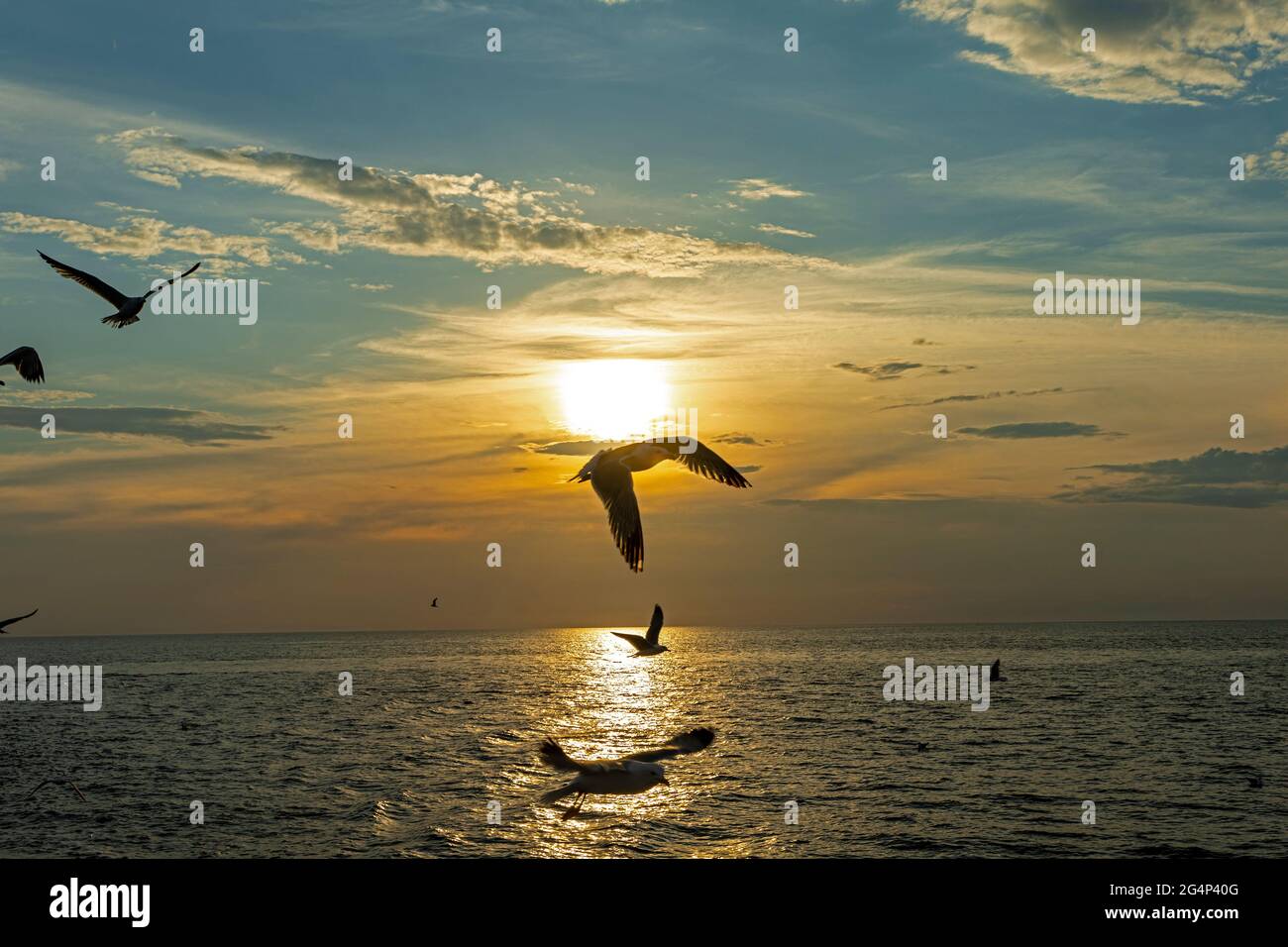 seagulls over the adriatic sea against the sun in sunset Stock Photo ...