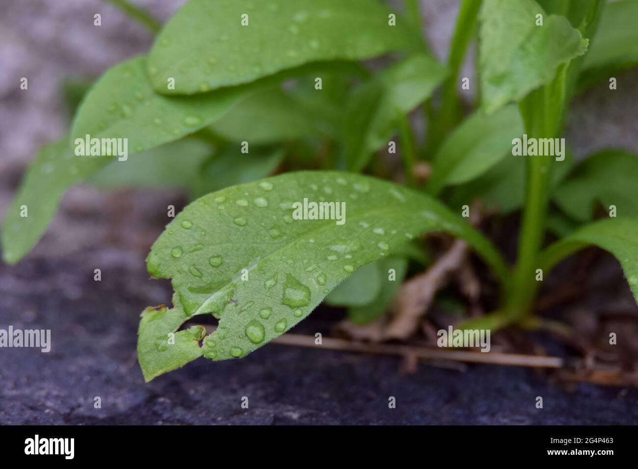 A small plant with water droplets growing at the edge of a house Stock ...