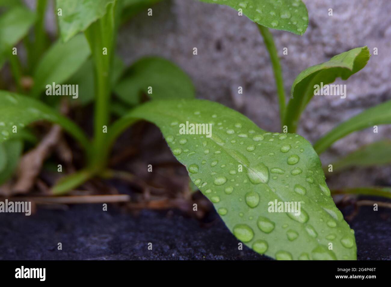 A small plant with water droplets growing at the edge of a house Stock ...