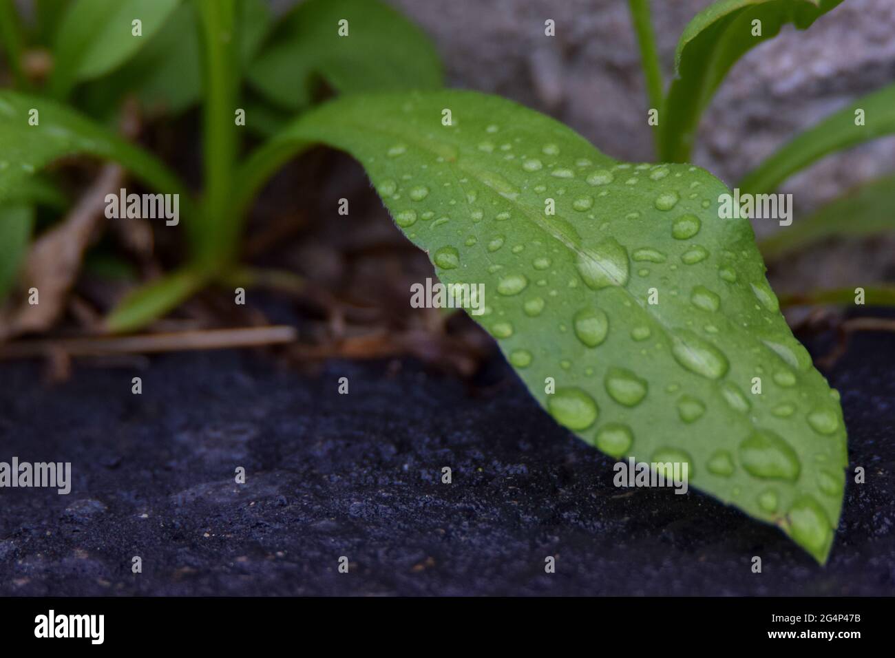 A small plant with water droplets growing at the edge of a house Stock ...