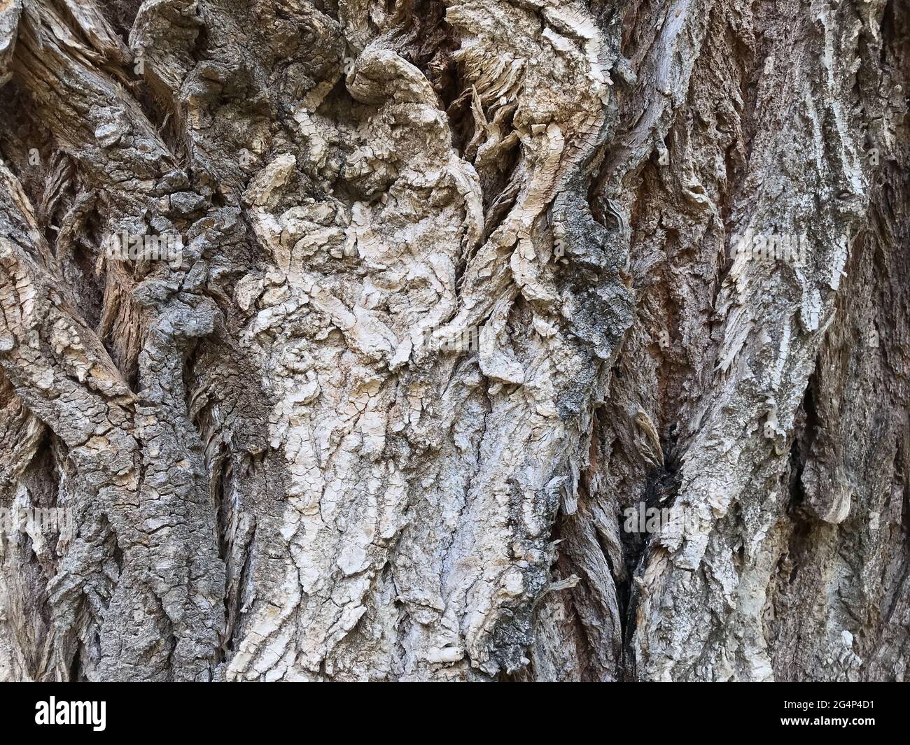 Old bark textured rustic tree closeup for background. Abstract aged ...