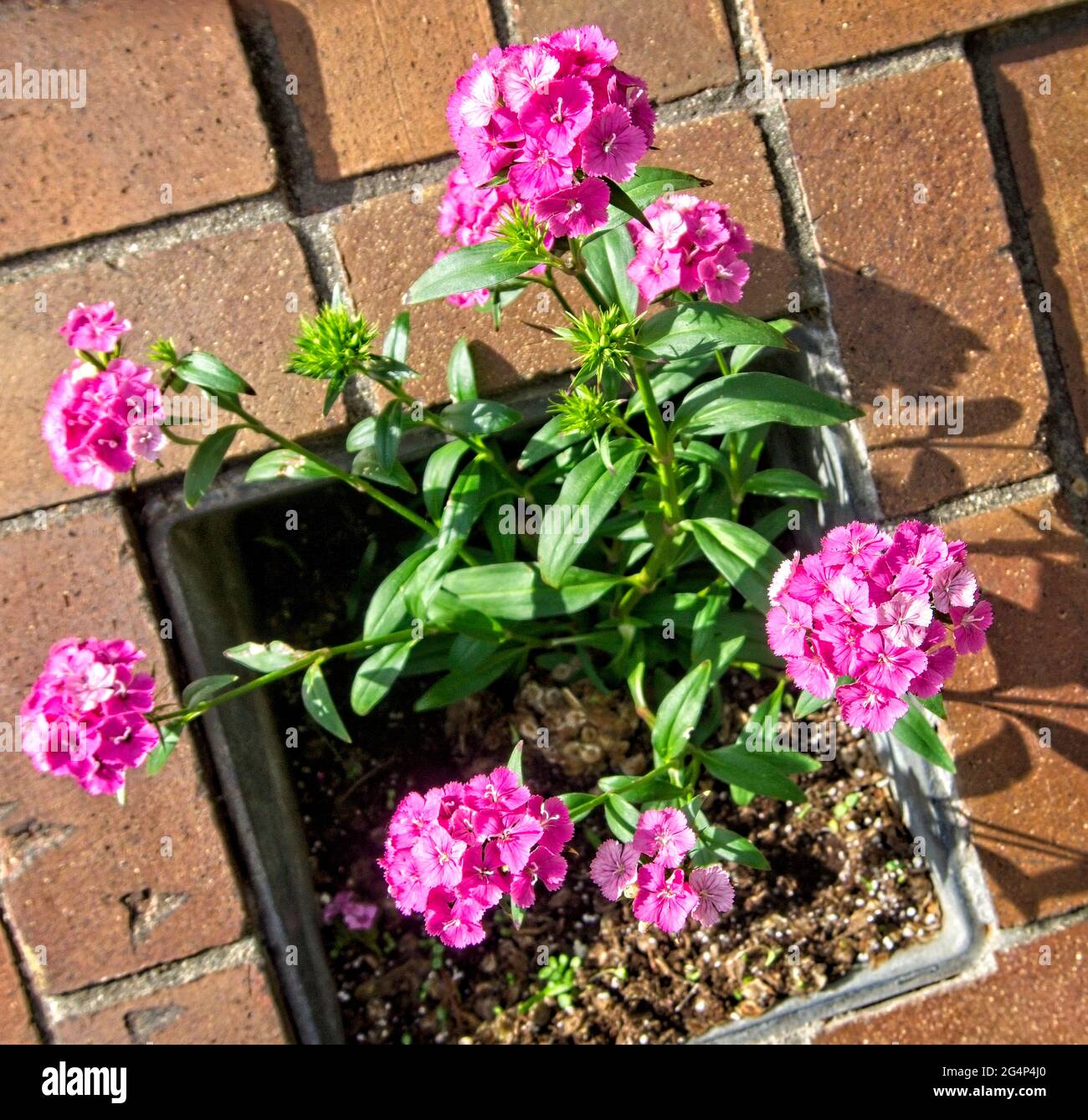 Hydrangea Olympic Plaza Calgary Alberta Stock Photo - Alamy
