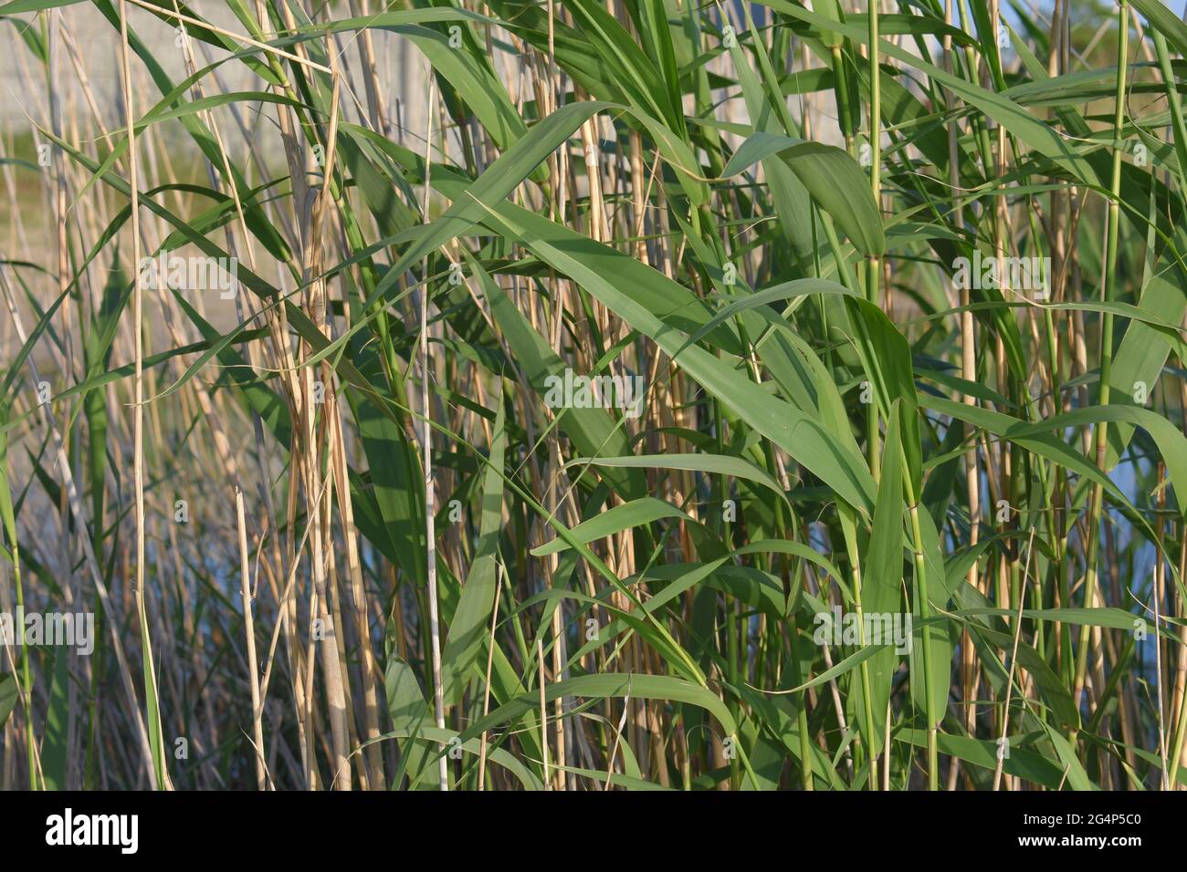 Closeup shot of reeds on the lake Stock Photo - Alamy