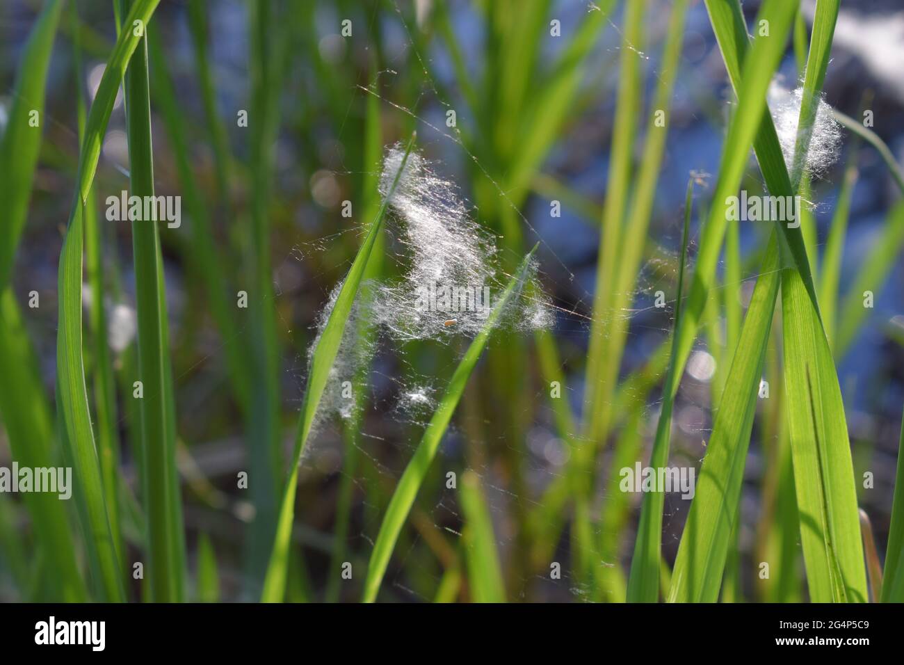 A closeup shot of reeds growing in the water Stock Photo - Alamy