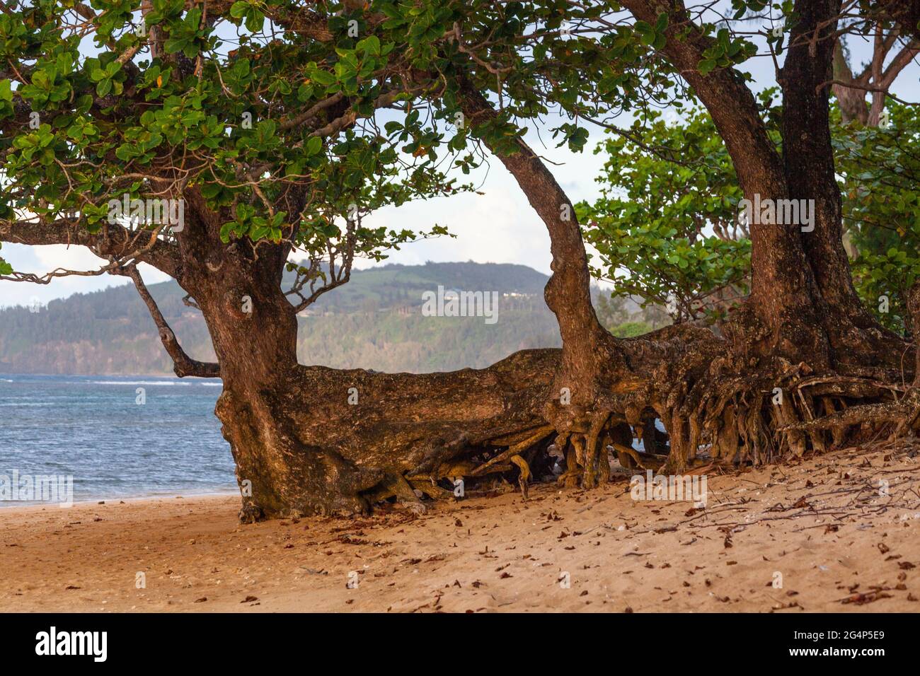 Trees grow on ANINI BEACH - KAUAI, HAWAII Stock Photo - Alamy