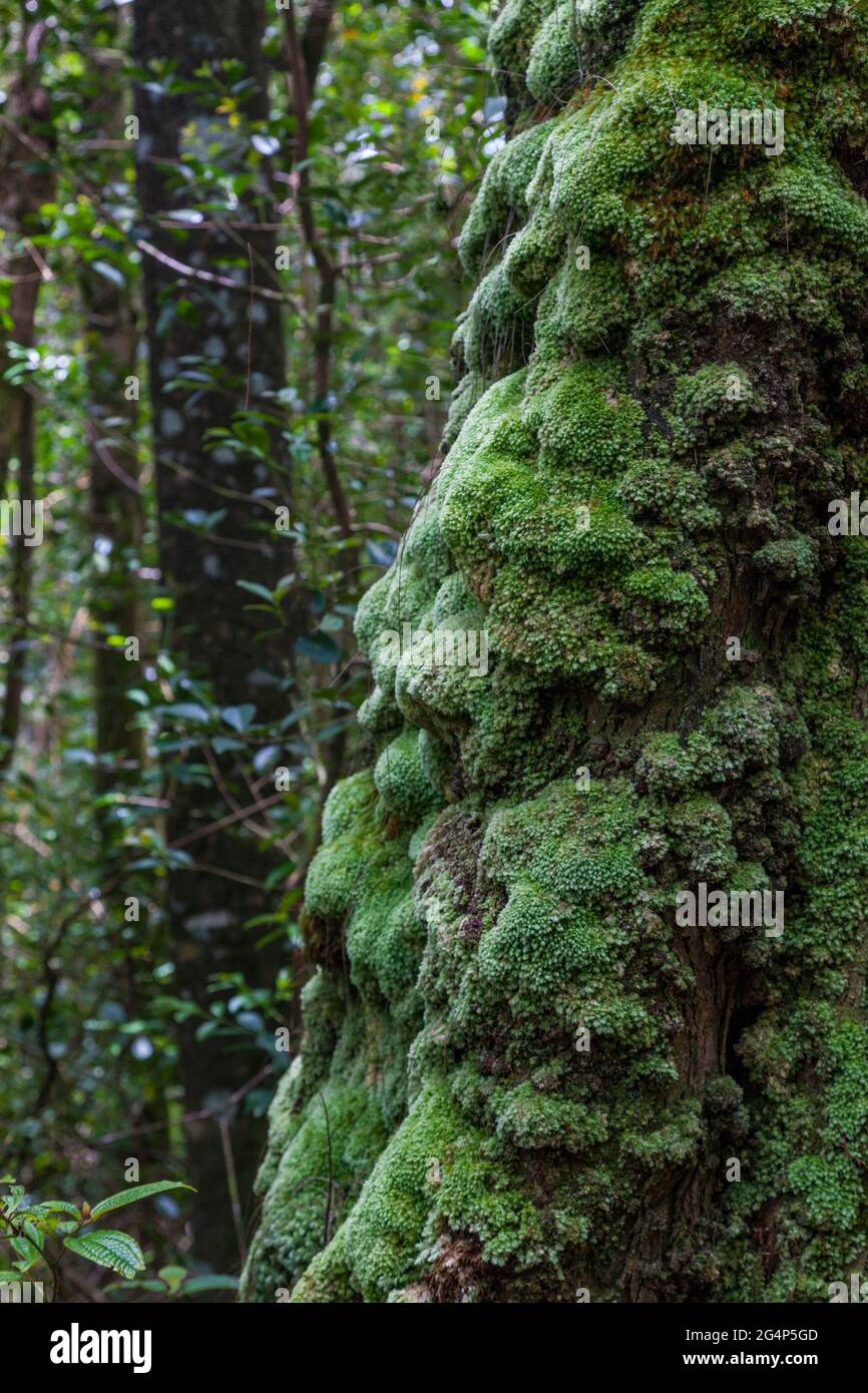 Moss on a tree along the KUILAU RIDGE TRAIL - KAUAI, HAWAII Stock Photo ...