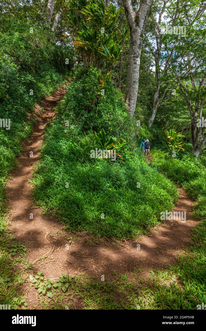 The KUILAU RIDGE TRAIL - KAUAI, HAWAII Stock Photo - Alamy
