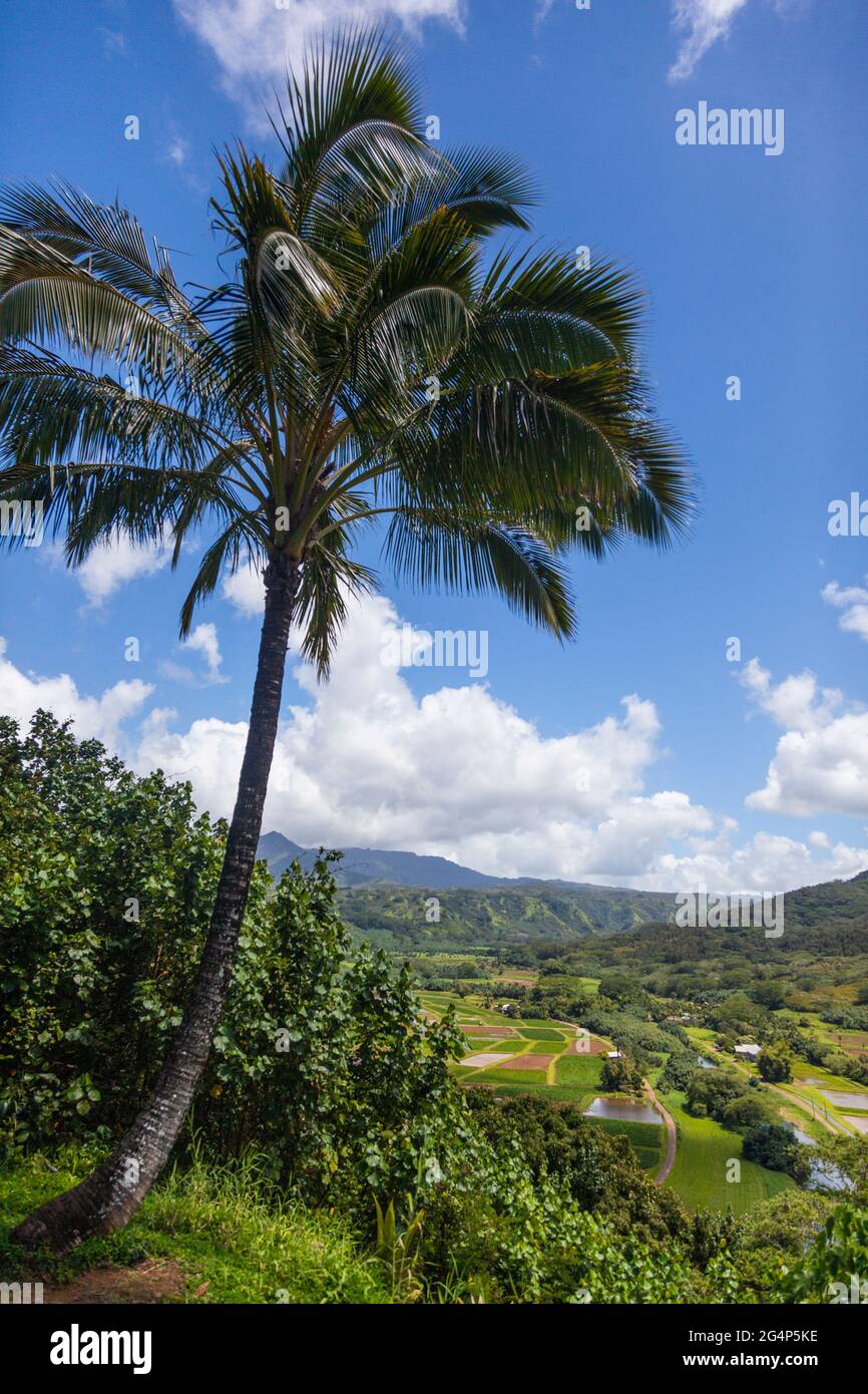 Traditional TARO FIELDS in the HANALEI VALLEY - KAUAI, HAWAII Stock ...