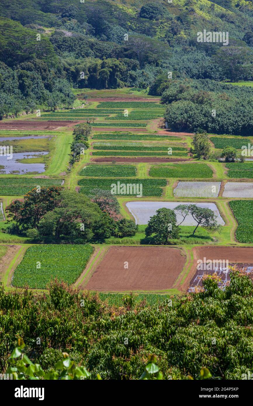 Taro fields in hanalei kauai hi-res stock photography and images - Alamy