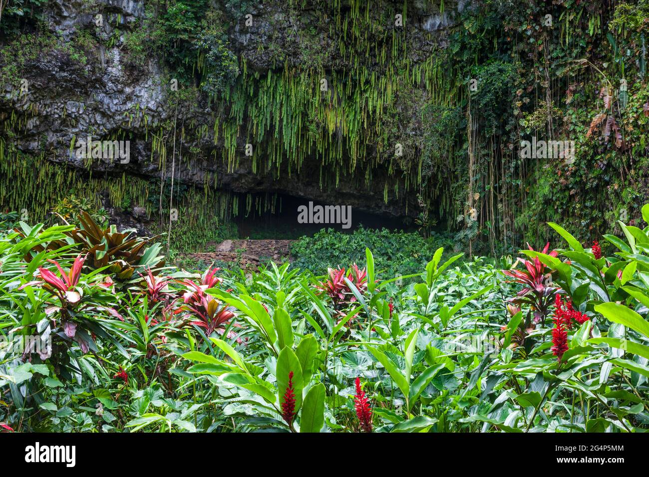FERN GROTTO in the WAILUA VALLEY is a Hawaiian sacred place - KAUAI ...