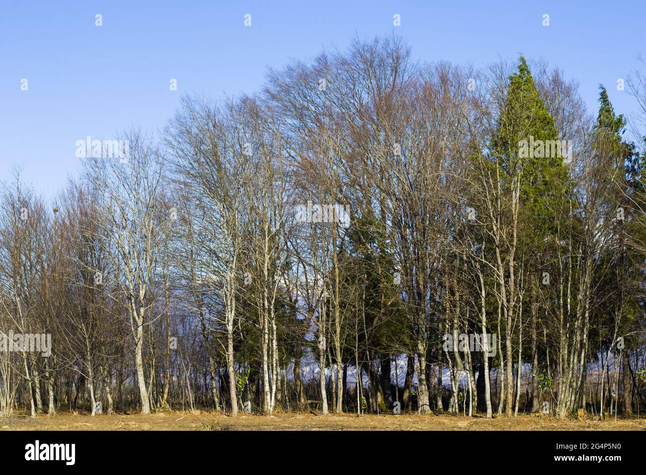 Forest view and landscape Georgia. Winter nature background. Tree body ...