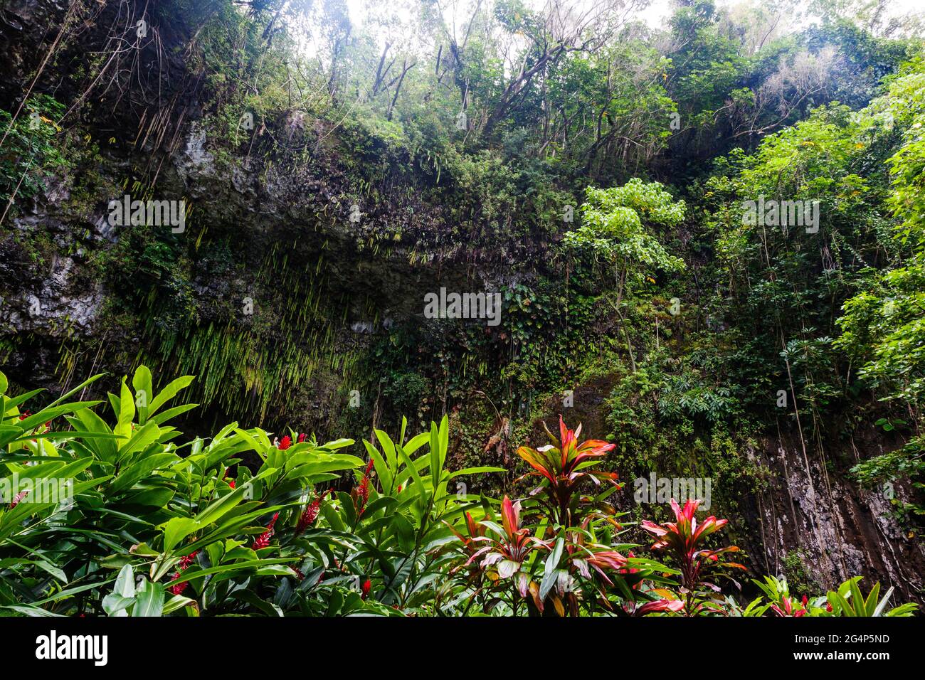 FERN GROTTO in the WAILUA VALLEY is a Hawaiian sacred place - KAUAI ...