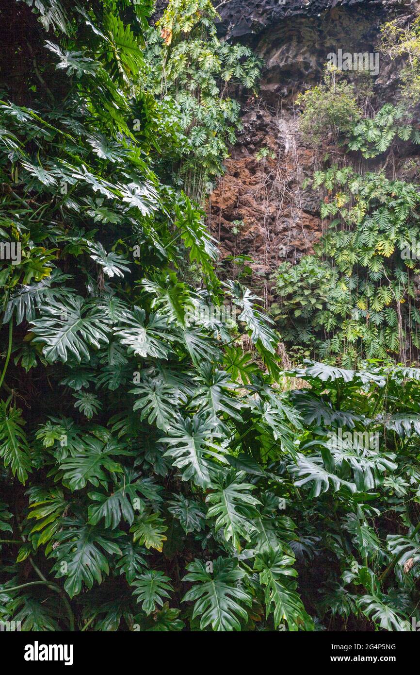 Tropical vines florish inFERN GROTTO in the WAILUA VALLEY - KAUAI ...