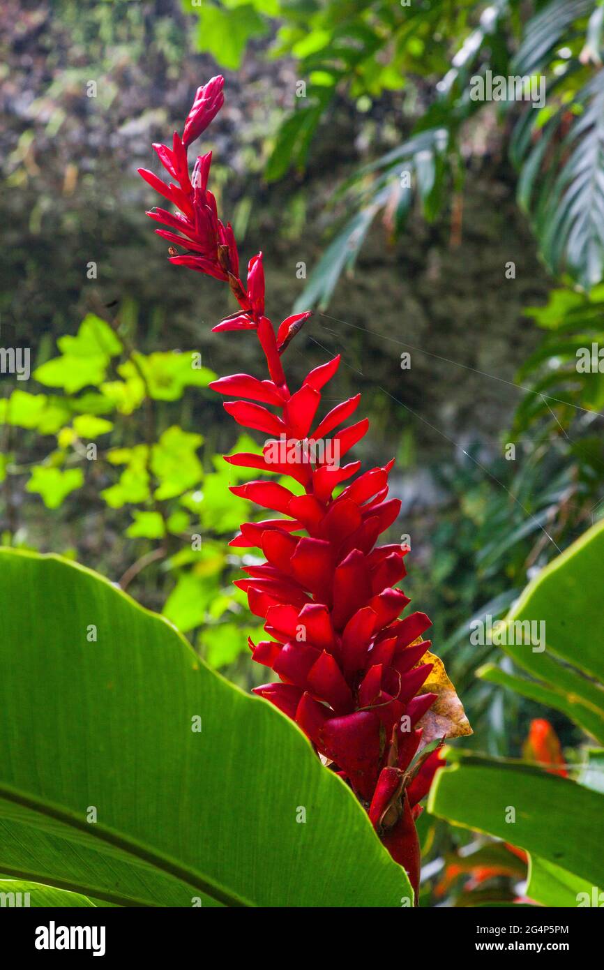 GINGER FLOWERS grow at FERN GROTTO in the WAILUA VALLEY - KAUAI, HAWAII ...