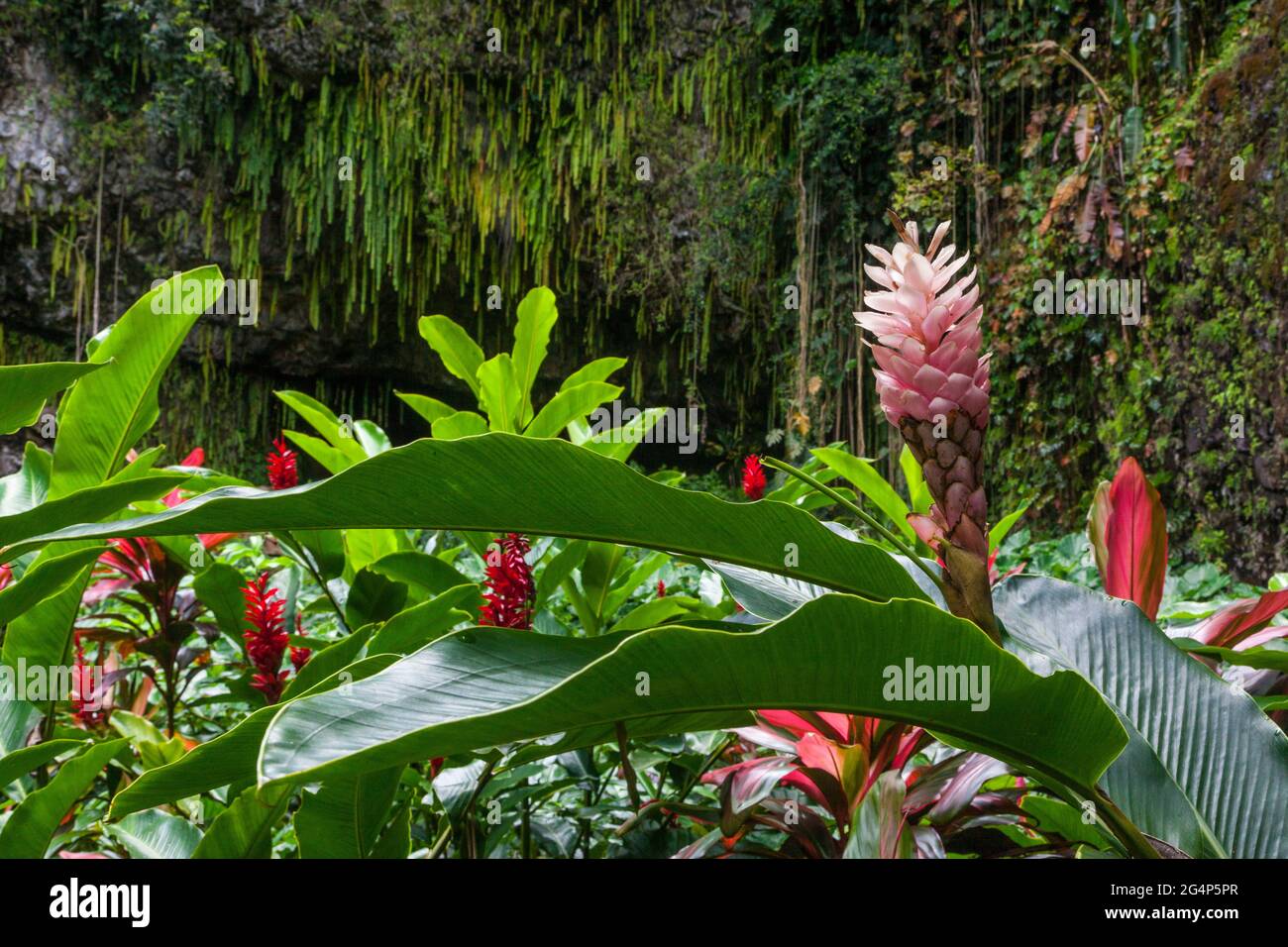 GINGER FLOWERS grow at FERN GROTTO in the WAILUA VALLEY - KAUAI, HAWAII ...