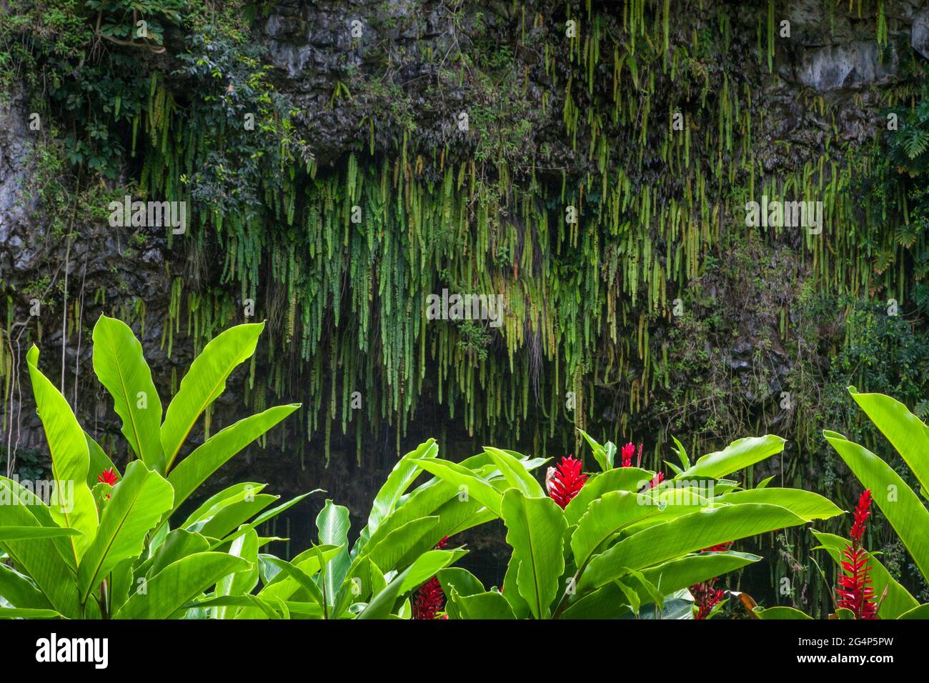GINGER FLOWERS grow at FERN GROTTO in the WAILUA VALLEY - KAUAI, HAWAII ...