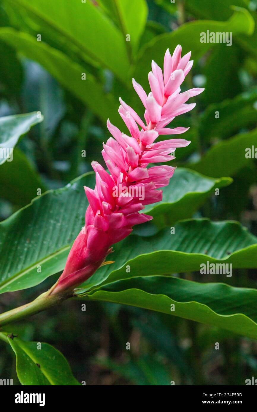 Ginger flowers hi-res stock photography and images - Alamy