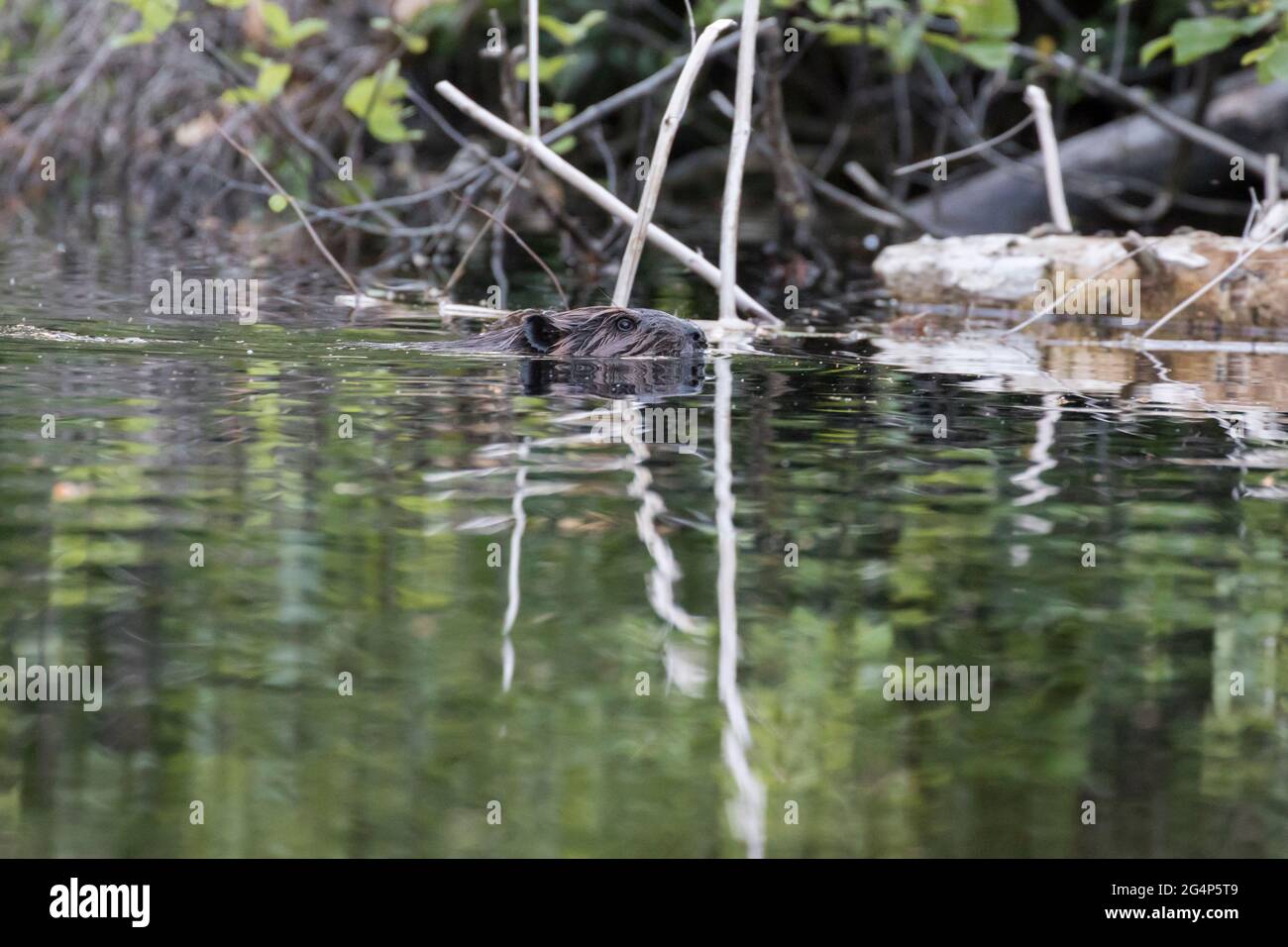 North American beaver (Castor canadensis Stock Photo - Alamy
