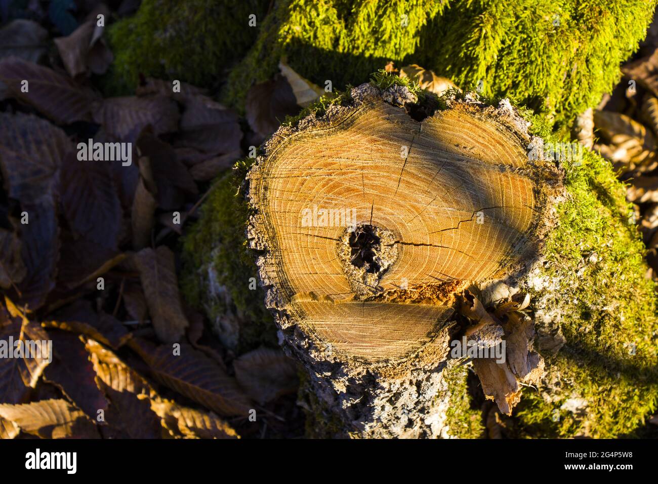 Top view of a tree stump under sunlight in autumn Stock Photo - Alamy
