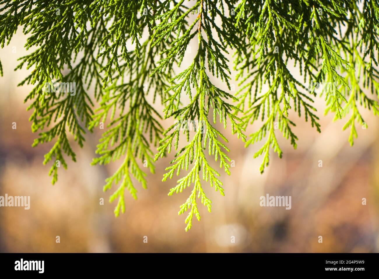 Closeup shot of green tree needles for wallpaper and background Stock ...
