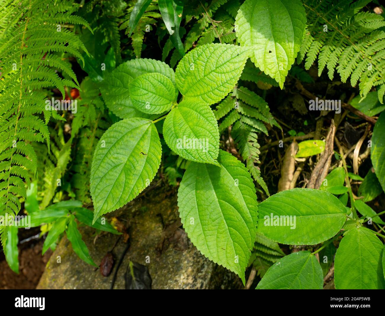 Leaves Knows as False Nettle and Bog Hemp (Boehmeria cylindrica ...