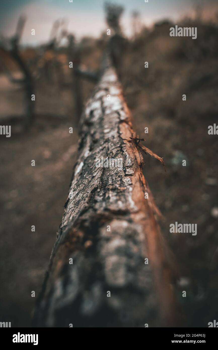 Vertical shot of a rotten long tree trunk Stock Photo - Alamy
