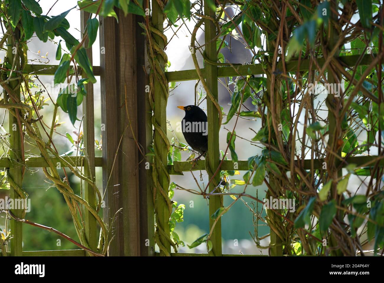 Common blackbird perched on a window with green rising plants Stock ...