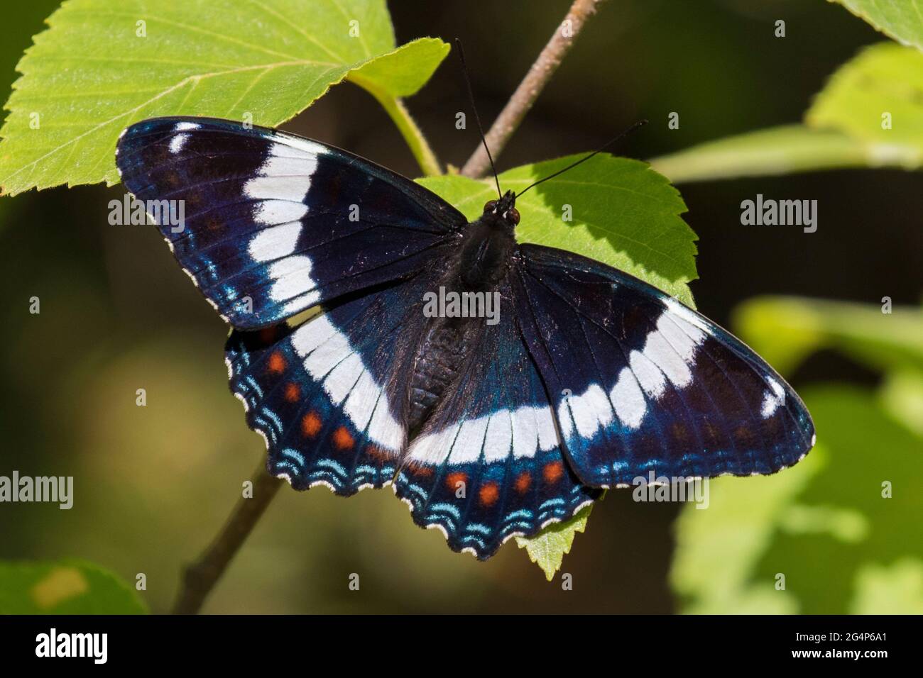 Limenitis arthemis, the red-spotted purple or white admiral Stock Photo ...