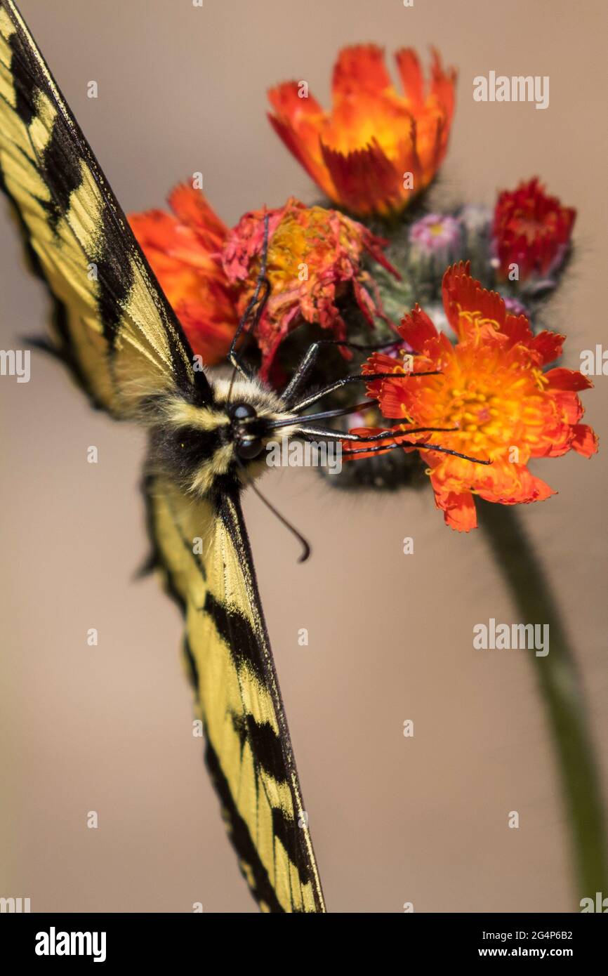 Grim the collier hi-res stock photography and images - Alamy