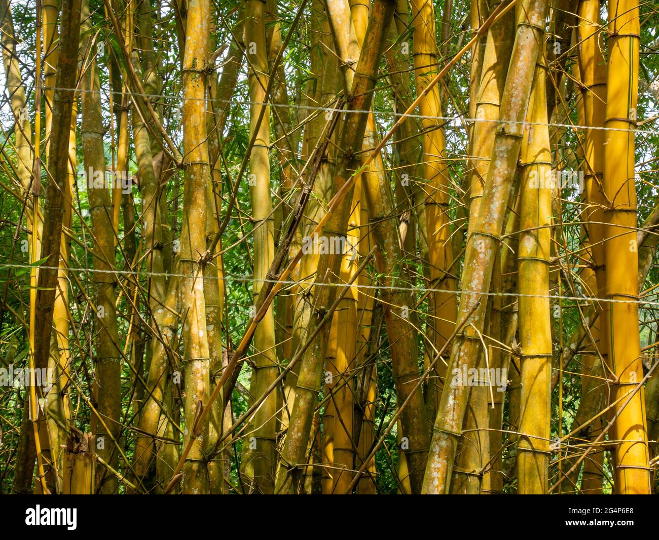 Background full of Yellow Bamboos in Minca, Colombia Stock Photo - Alamy