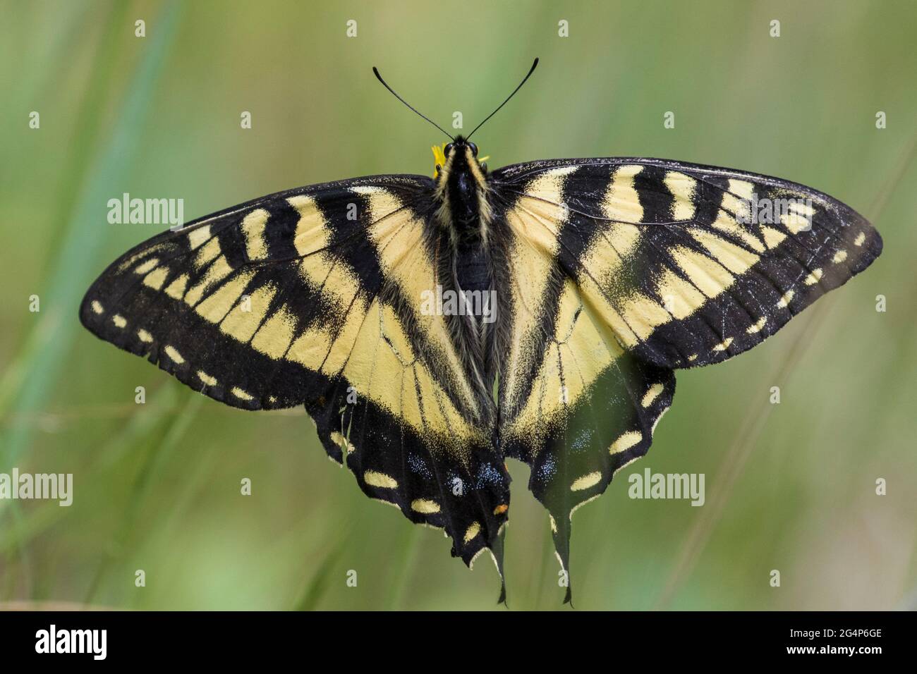 Papilio canadensis, the Canadian tiger swallowtail in Pilosella ...